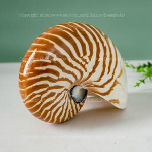 Chambered Nautilus Conch Shell Ocean Vortex Natural Beautiful Giant ...