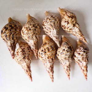 Triton Trumpet Seashell Rare Natural Giant Conch Shell Symbol of Wealth ...