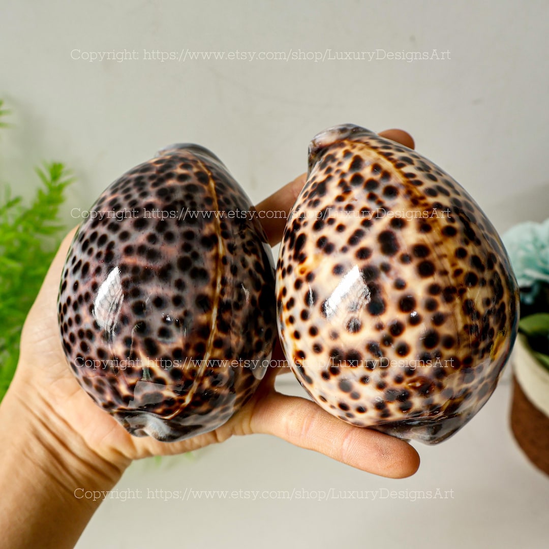 Natural Seashell, Conch, Snail Shell for Home Decor Tiger Cowrie Shell ...