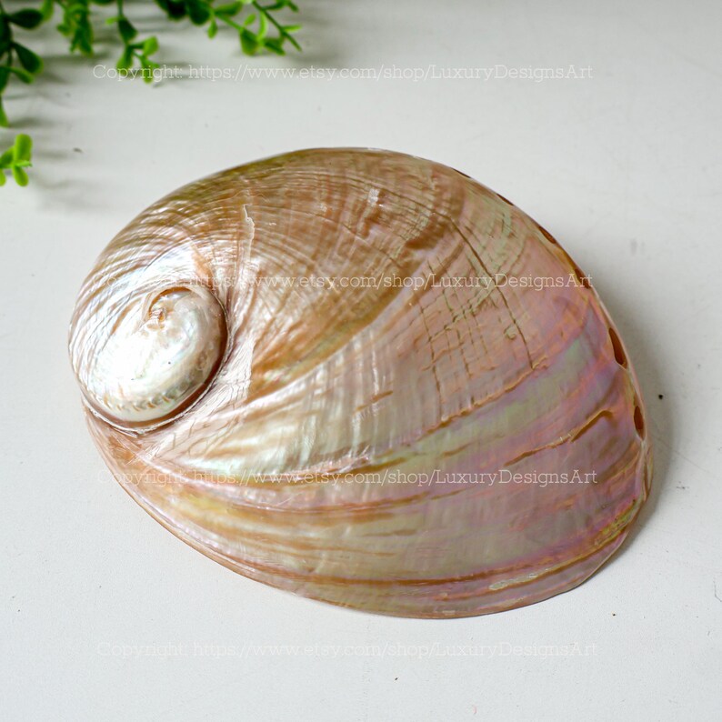 White Abalone Shells Crystal Displays Large Natural Abalone Shell Dish ...