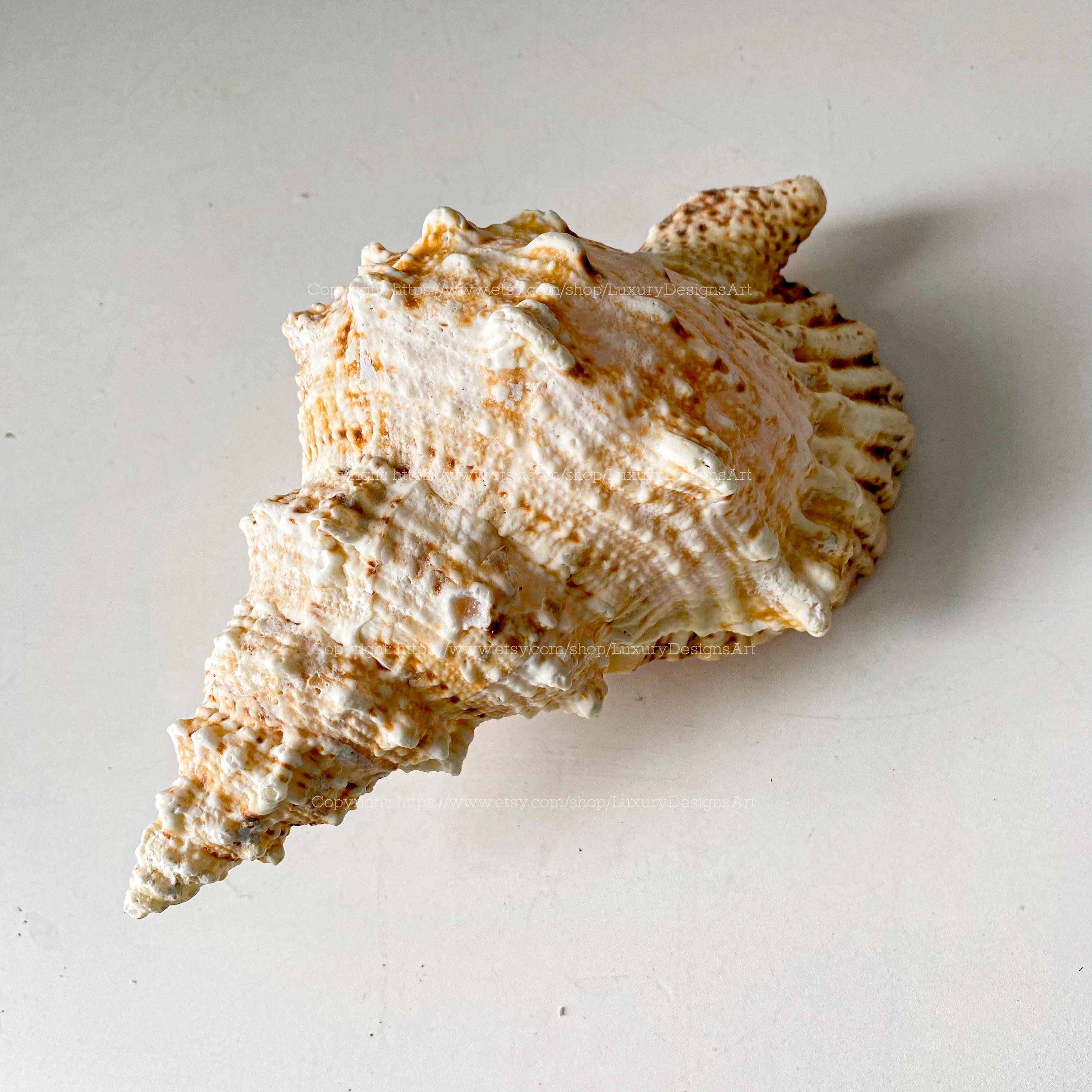 Large Conch Shell Giant Frog Shell Bursa Bubo Beautiful Seashell for ...
