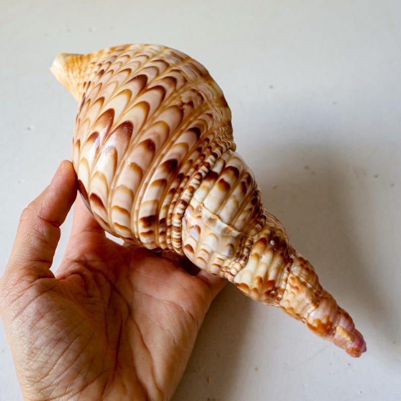 Triton Trumpet Seashell Rare Natural Giant Conch Shell Symbol of Wealth ...