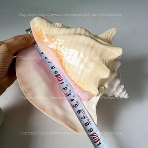 Large Conch Shell Real Polished Pink Queen Conch Shell Seashell for ...