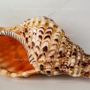 Symbol of Wealth & Prosperity Triton Trumpet Seashell, Large Queen ...