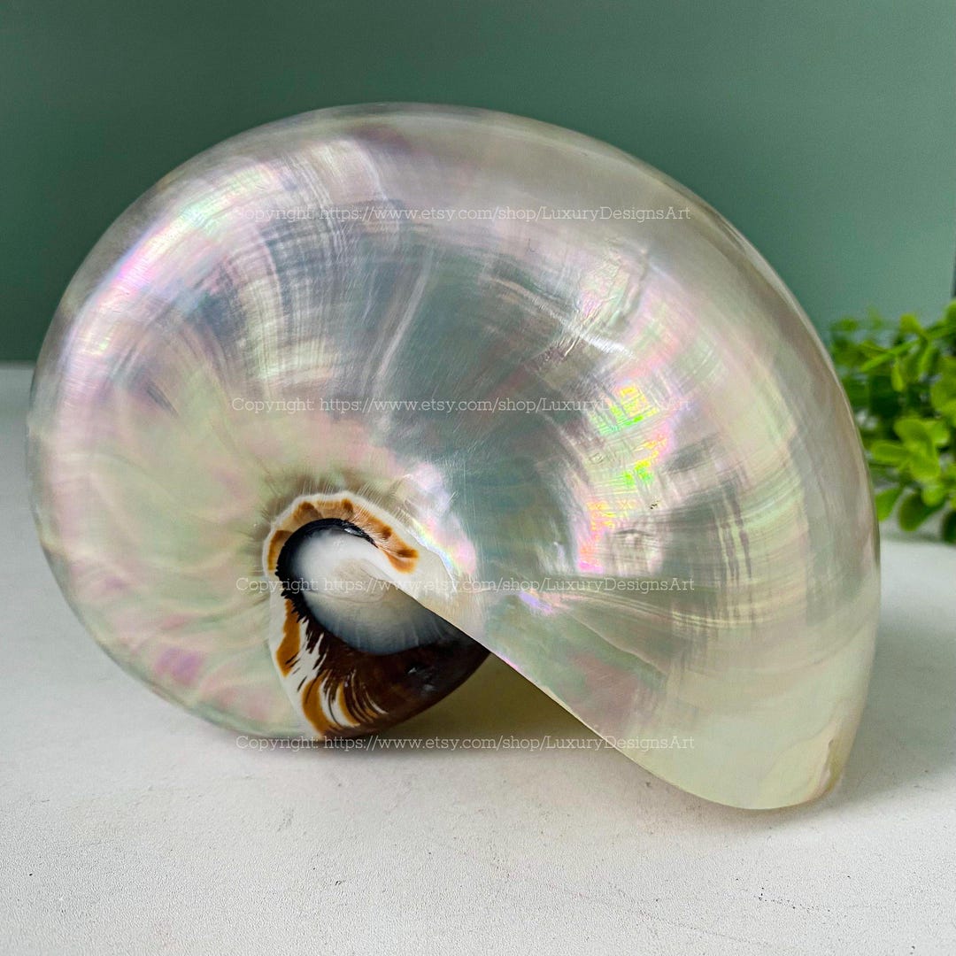 Chambered Nautilus Conch Shell Ocean Large Polished Shell Vortex ...
