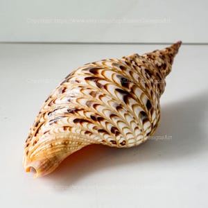 Triton Trumpet Seashell Rare Natural Giant Conch Shell Symbol of Wealth ...