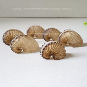 Real Brown Paper Nautilus Conch Shell Brown Paper Nautilus Ocean Vortex ...