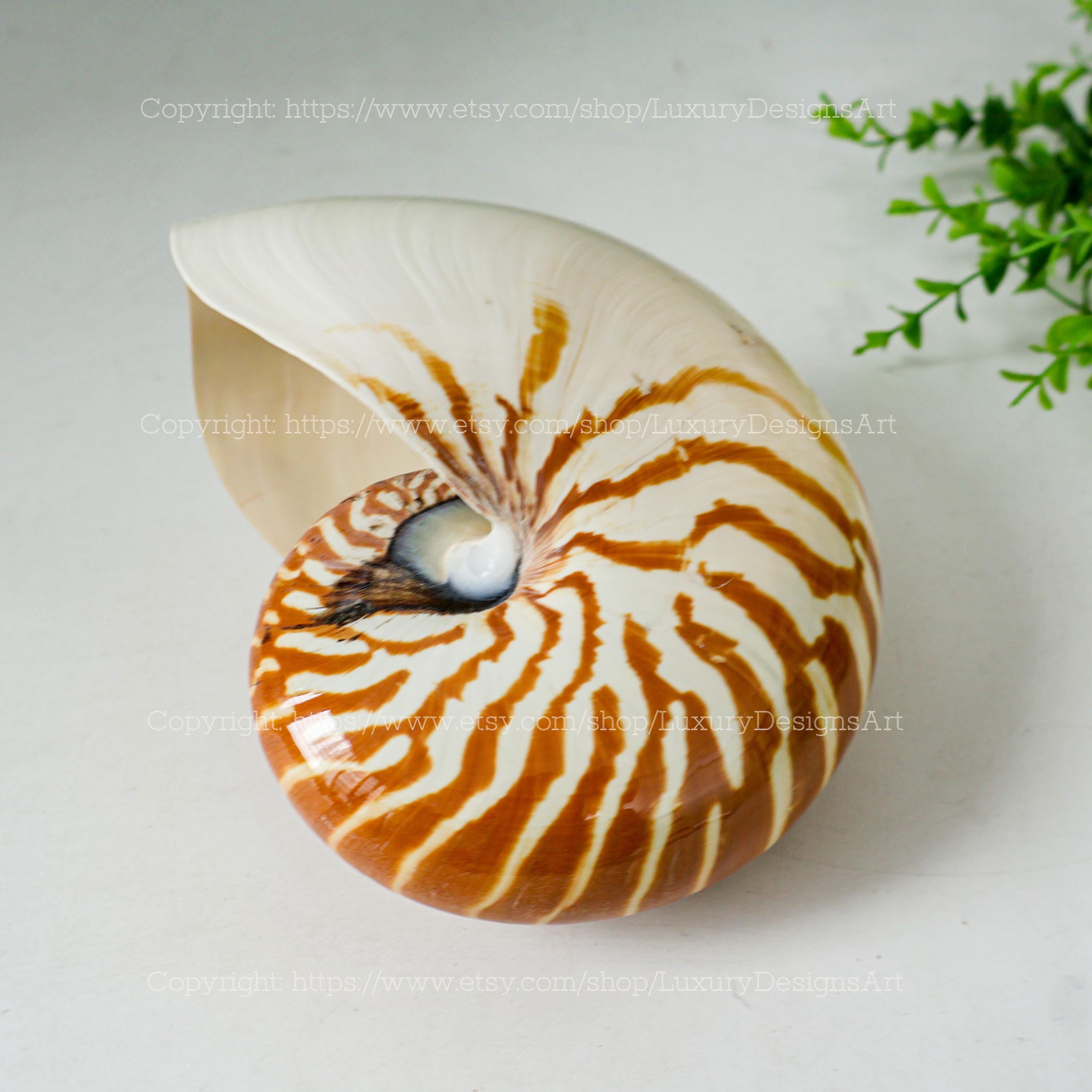 Chambered Nautilus Conch Shell Ocean Vortex Natural Beautiful Giant ...