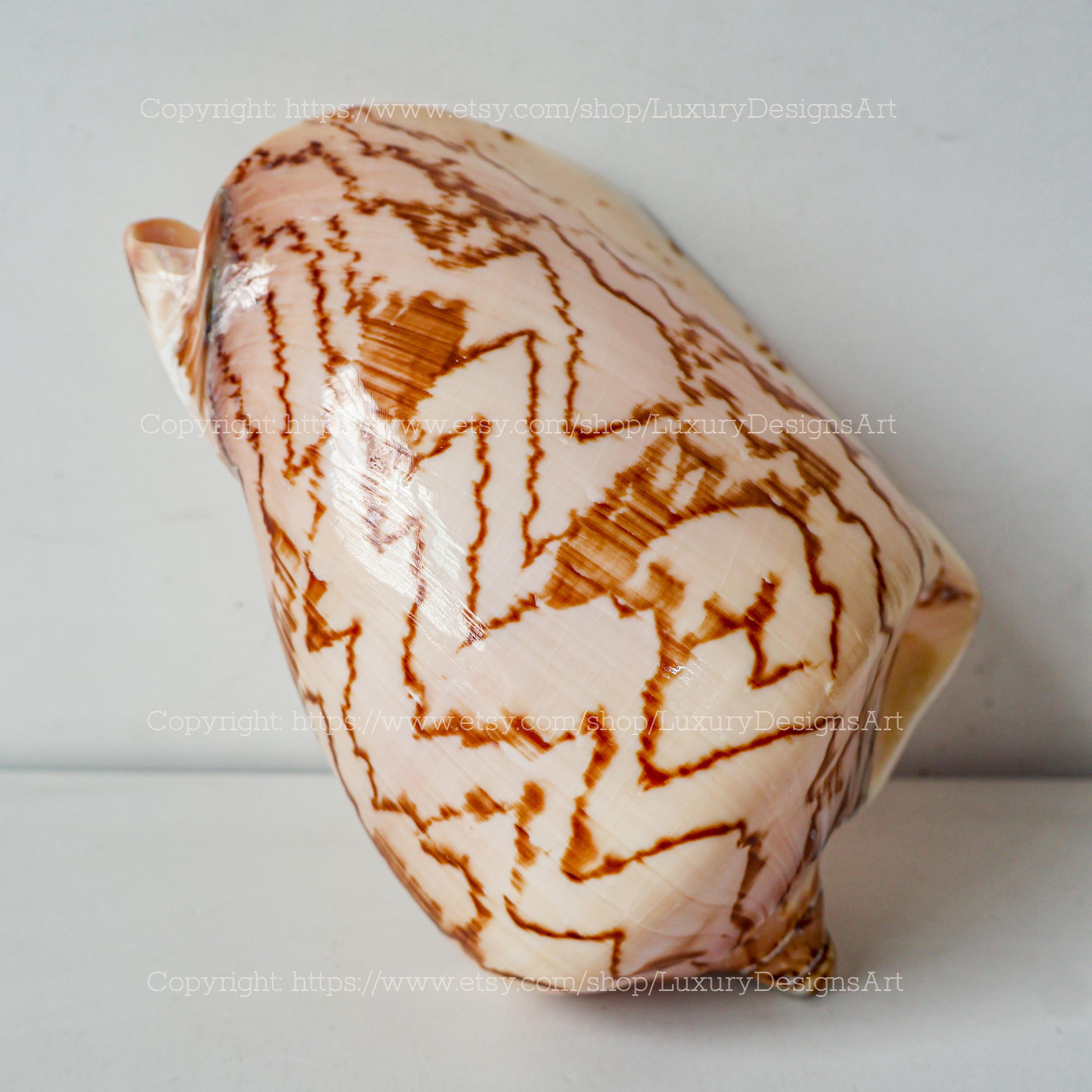 Ocean Vortex Cymbiola Nobilis Parva Seashell RARE Conch Shell Natural ...
