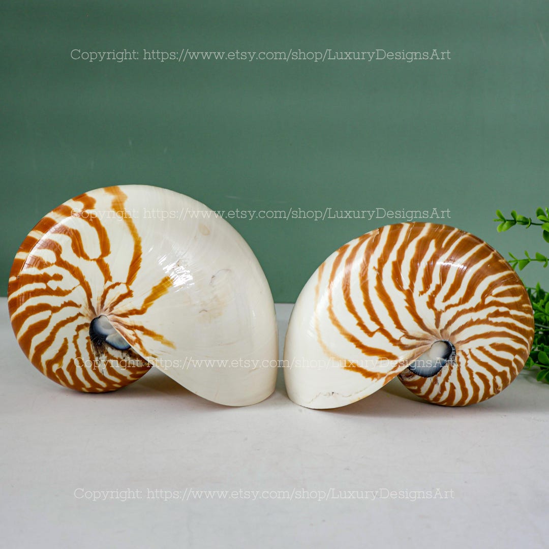 Chambered Nautilus Conch Shell Ocean Vortex Natural Beautiful Giant ...