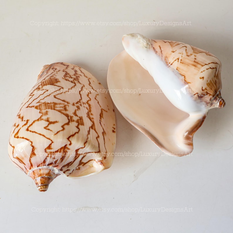 Ocean Vortex Cymbiola Nobilis Parva Seashell RARE Conch Shell Natural ...