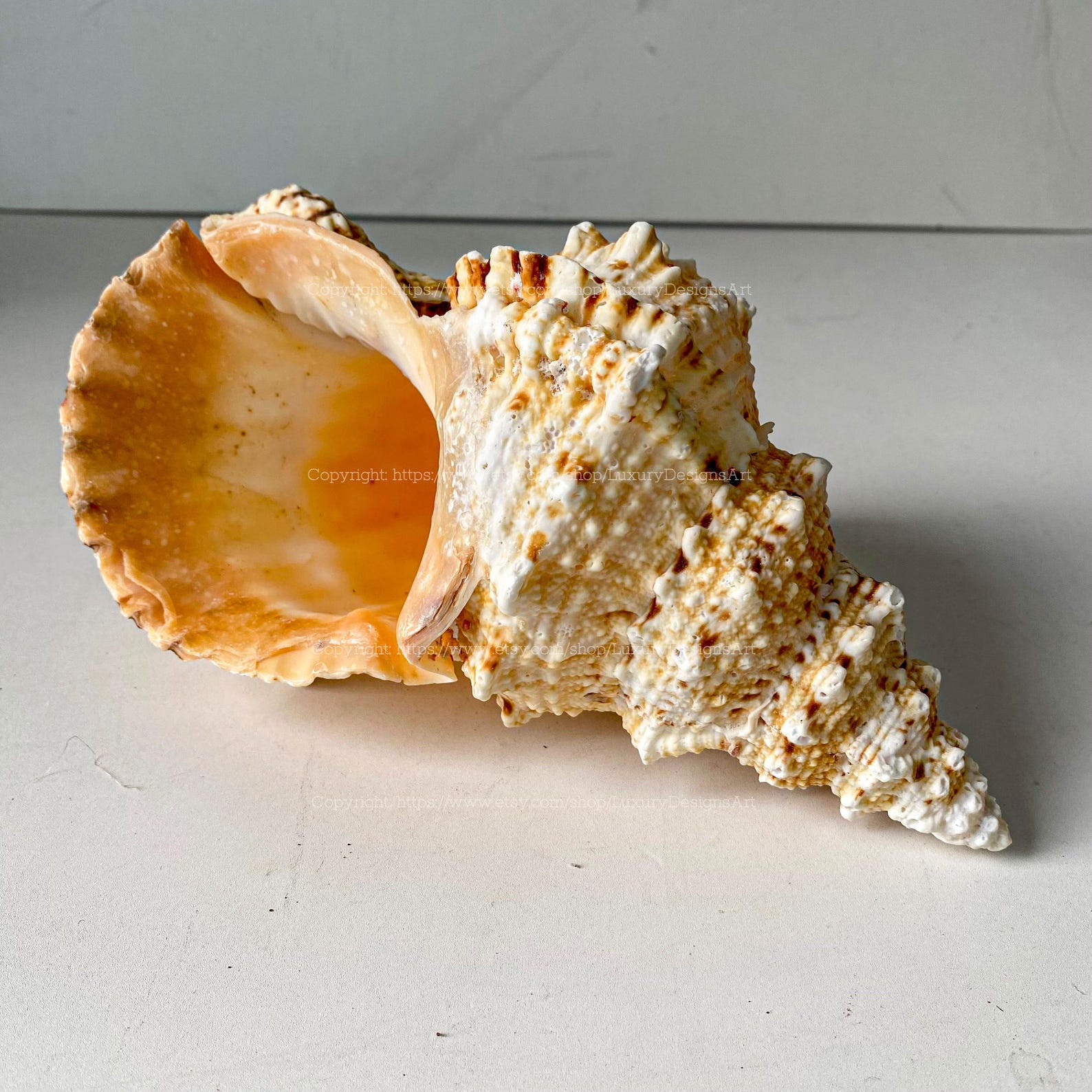 Large Conch Shell Giant Frog Shell Bursa Bubo Beautiful Seashell for ...