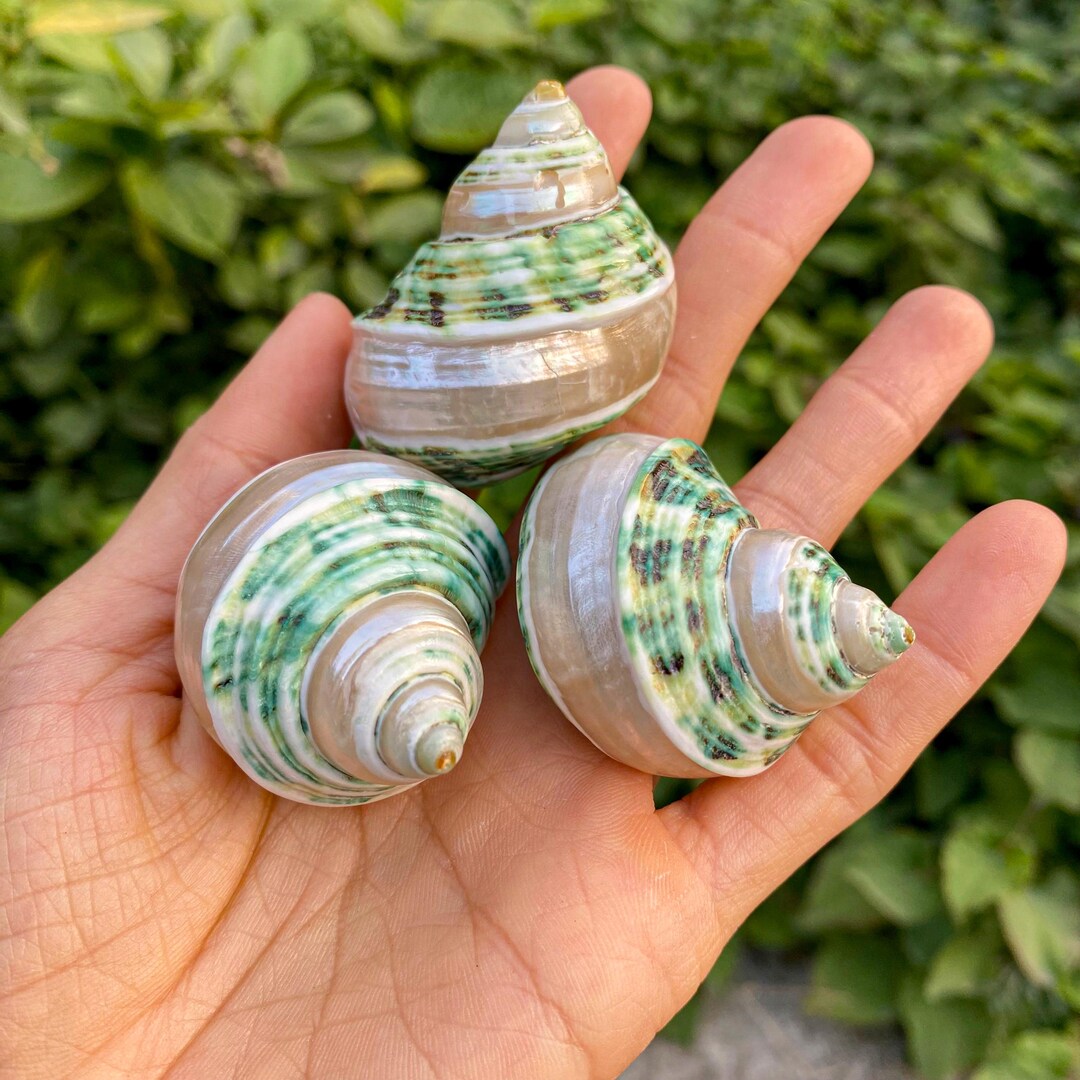 Natural Seashell, Conch, Snail Shell for Home Decor Turbo Shell, Jade ...