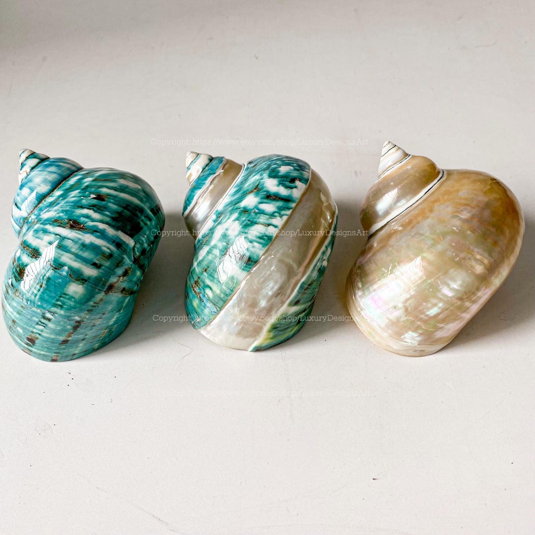 Snail Shell for Home Decor Natural Seashell, Conch, Turbo Shell, Jade ...