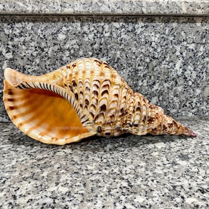 Symbol of Wealth & Prosperity Triton Trumpet Seashell Rare Natural ...