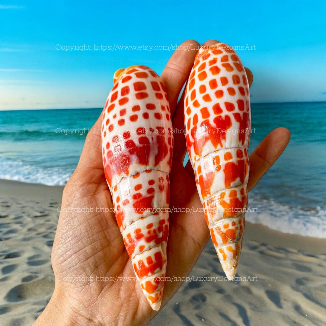 Natural Seashell, Conch, Snail Shell for Home Decor Mitre Shell, Large ...