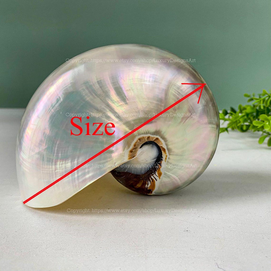 Chambered Nautilus Conch Shell Ocean Large Polished Shell Vortex ...