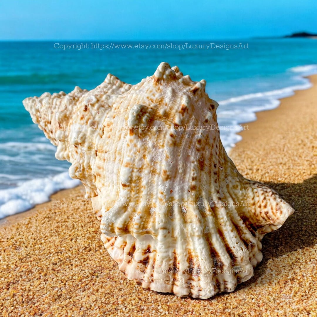 Large Conch Shell Giant Frog Shell Bursa Bubo Beautiful Seashell for ...