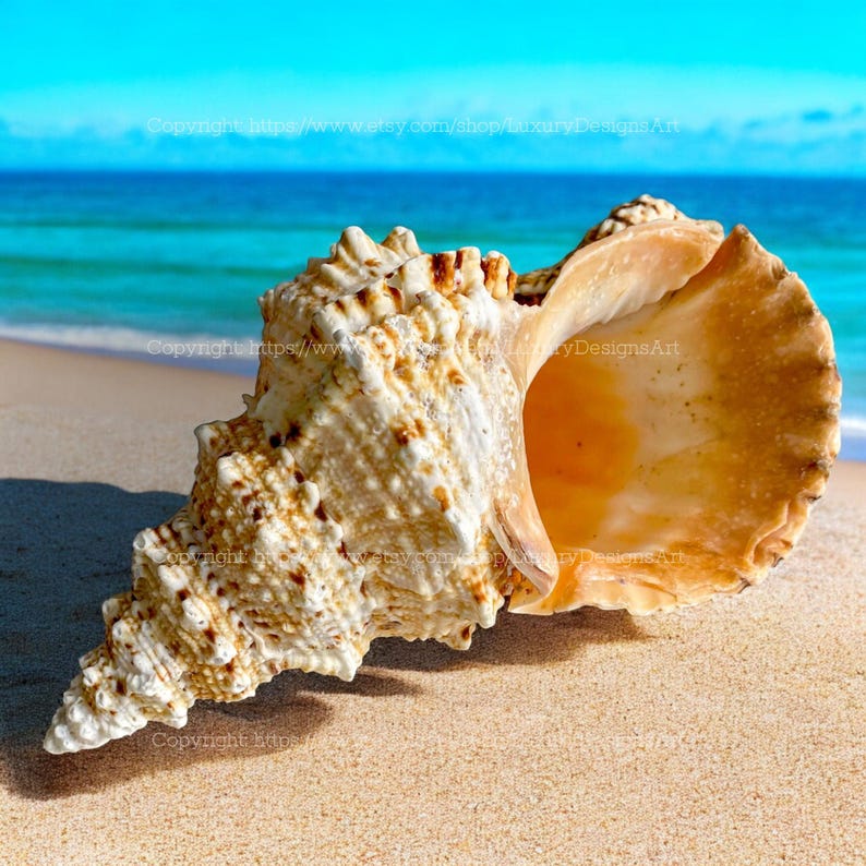 Large Conch Shell Giant Frog Shell Bursa Bubo Beautiful Seashell for ...