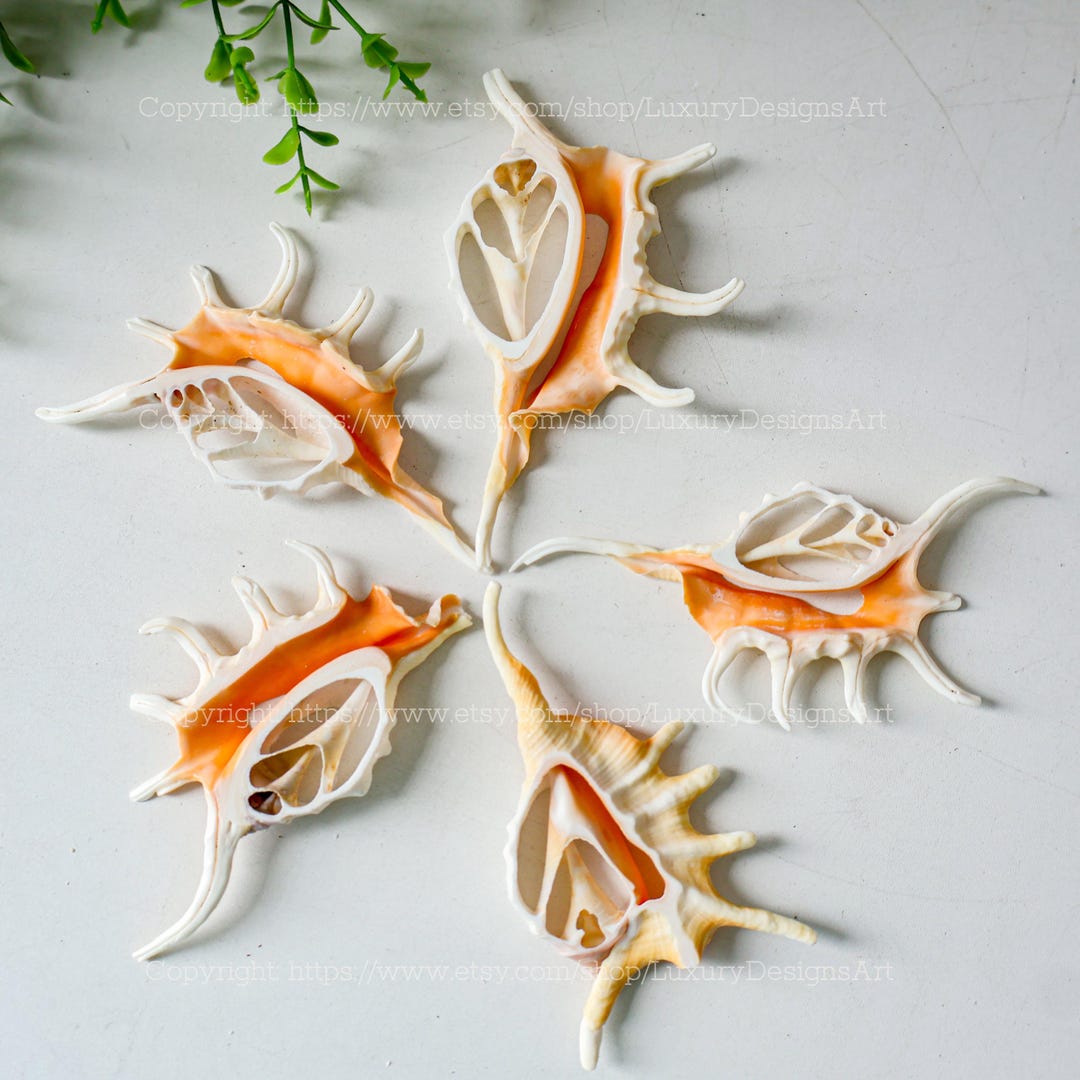 Beautiful Conus Shell Cut Shell Slices Natural Seashell for Home Decor ...