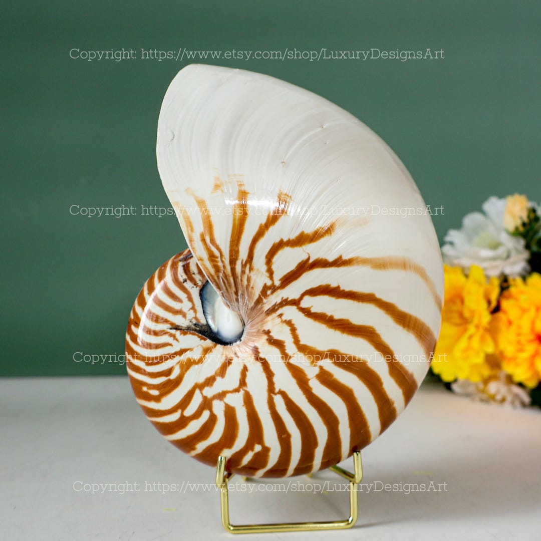 Ocean Vortex Chambered Nautilus Conch Shell Natural Beautiful Giant ...