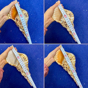 Symbol of Wealth & Prosperity Triton Trumpet Seashell Rare Natural ...