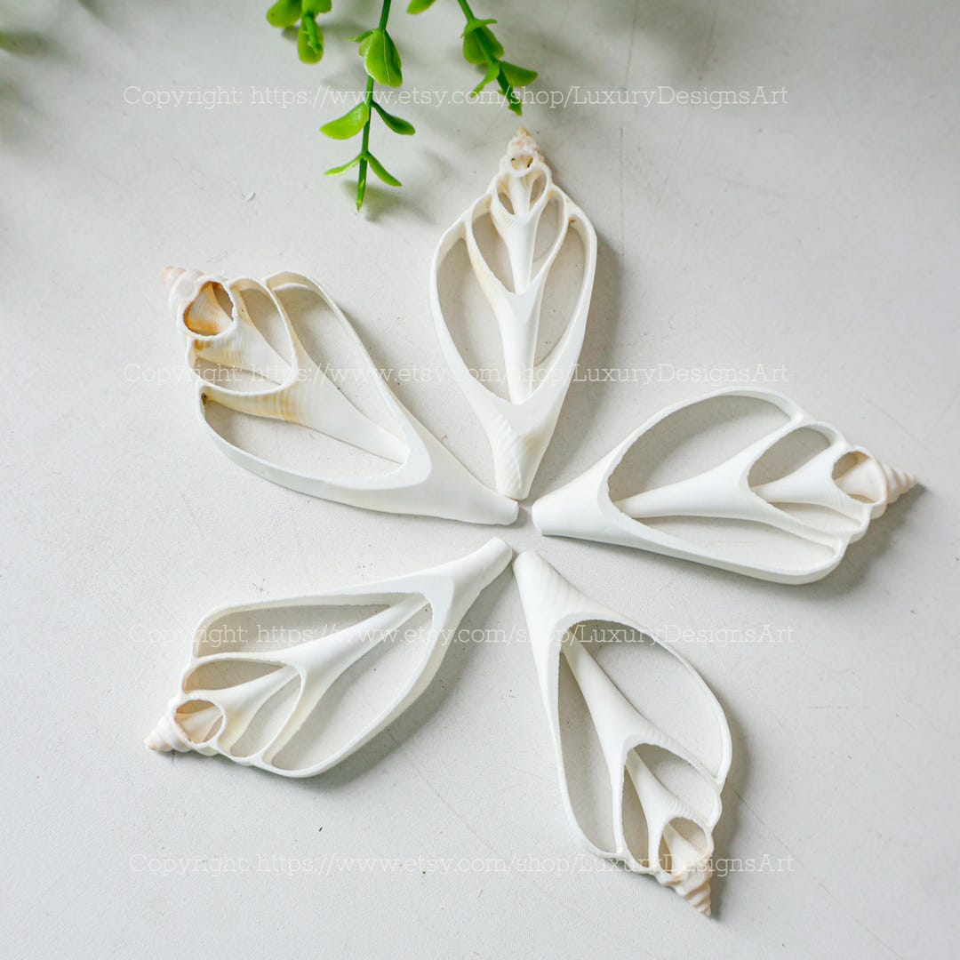 White Conus Shell Cut Shell Slices Natural Seashell for Home Decor ...