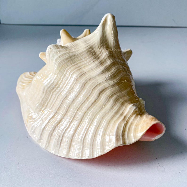 Large Conch Shell Polished Pink Queen Real Conch Shell Seashell for ...