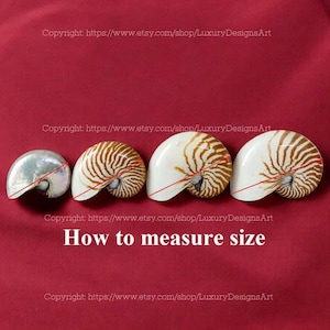 Ocean Vortex Chambered Nautilus Conch Shell Natural Beautiful Giant ...