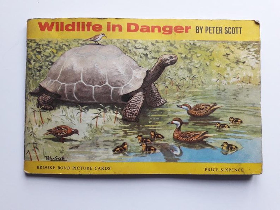 Wildlife in Danger-1963-complete Album With 50 Vintage Cards - Etsy
