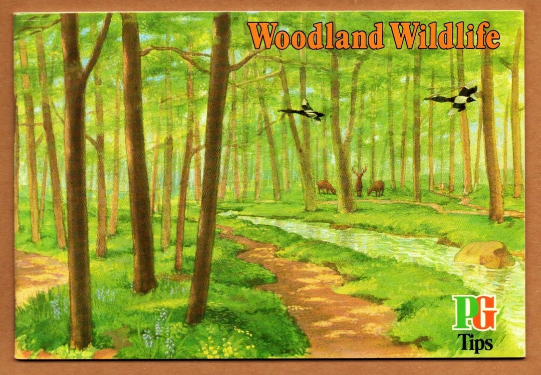 Woodland Wildlife 1980 Album Complete With Cards, Rare and Vintage. - Etsy