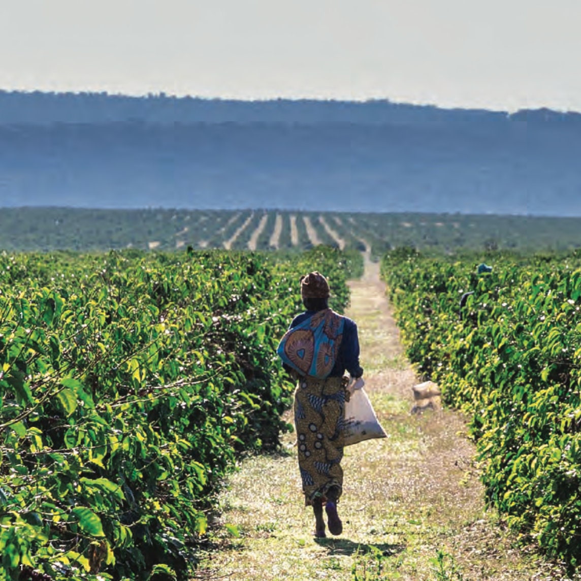 African Coffee Safari Sampler/coffee Gift Set/unique Coffee Gift/coffee ...