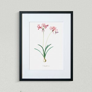 Flower Print - Floral Art - Nerine Lily - Botanical Fine Art Print ...