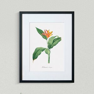 Flower Print - Floral Art - Parrot Flower - Botanical Fine Art Print ...