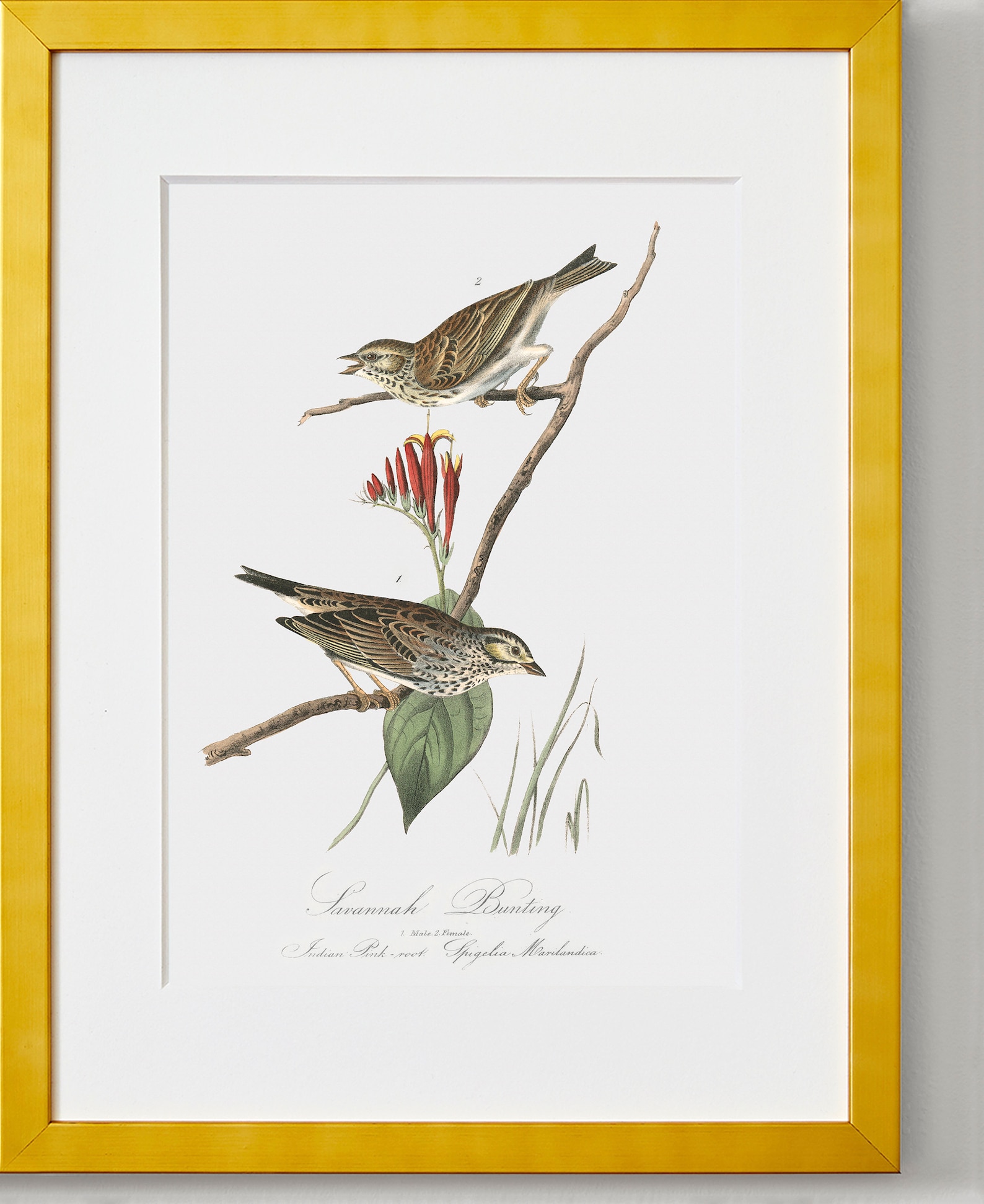 Bird Canvas Art, Framed Bird Wall Art, Cute Bird Art, Savannah Bunting ...