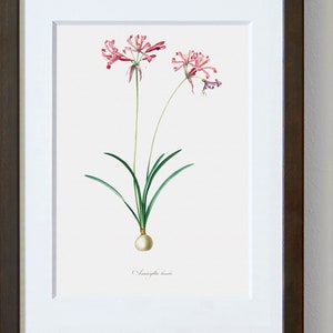 Flower Print - Floral Art - Nerine Lily - Botanical Fine Art Print ...