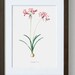 Flower Print Floral Art Nerine Lily Botanical Fine Art - Etsy