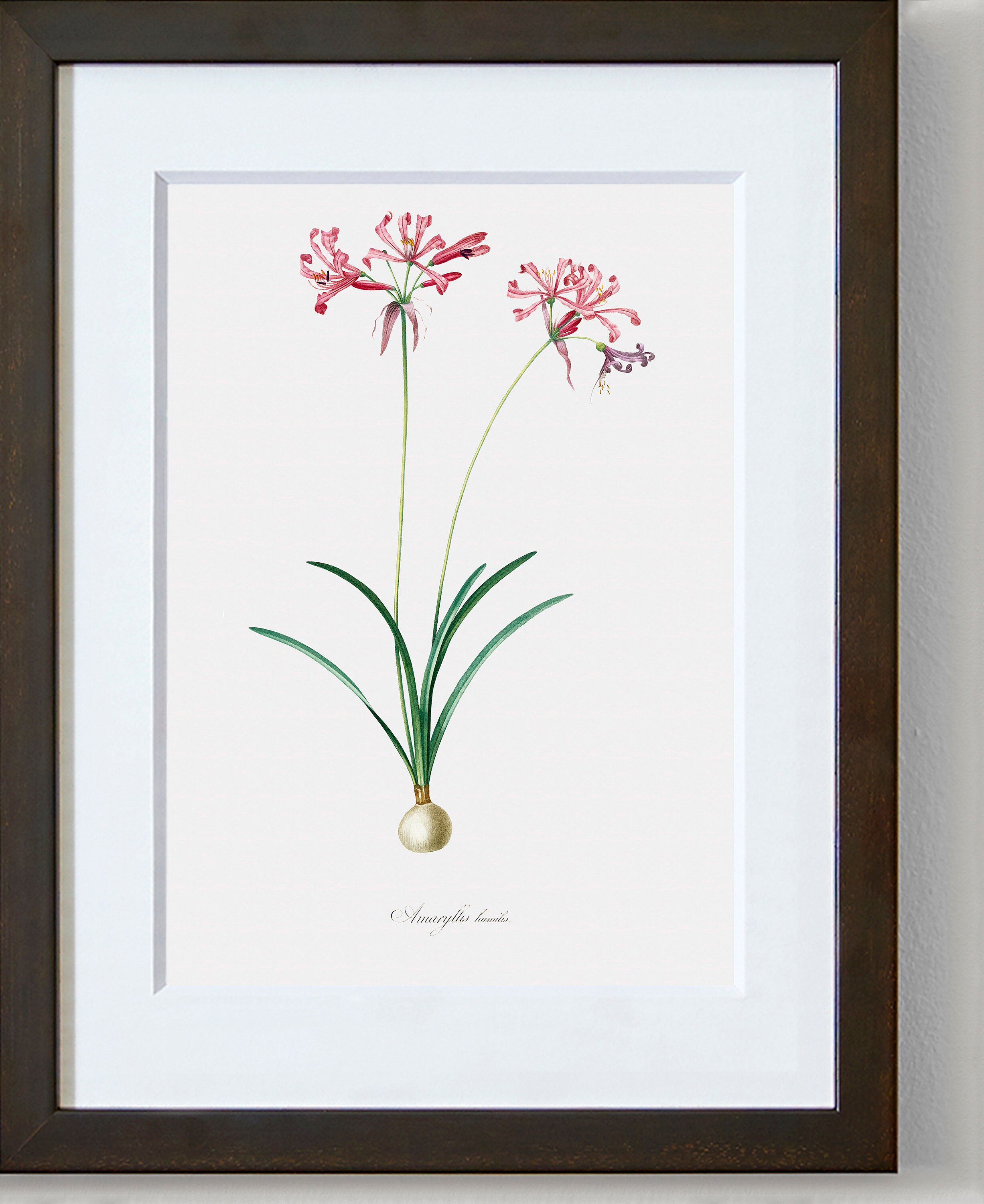 Flower Print Floral Art Nerine Lily Botanical Fine Art - Etsy