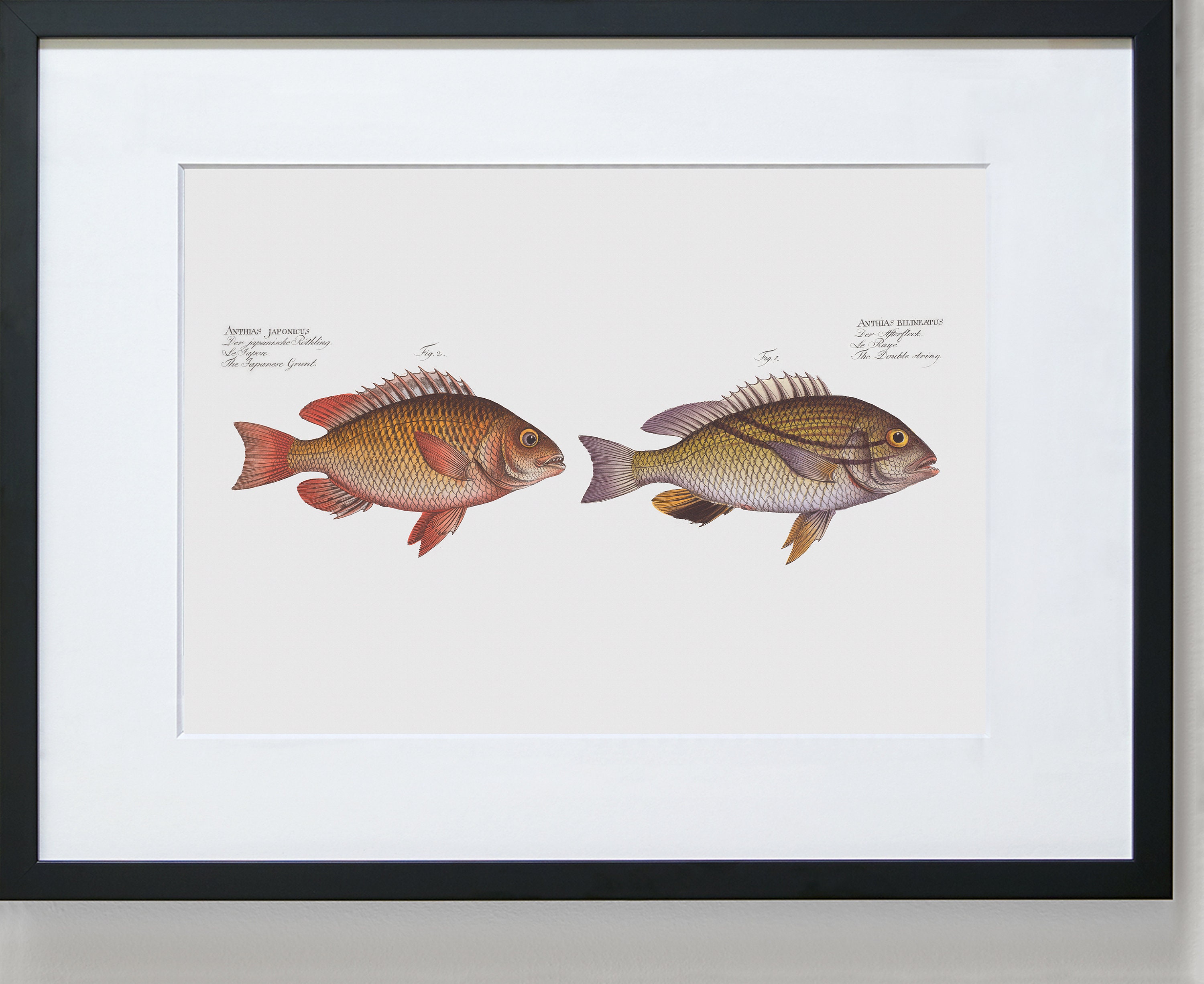 Fish Wall Art the Double String Fish Print Fish Artwork | Etsy