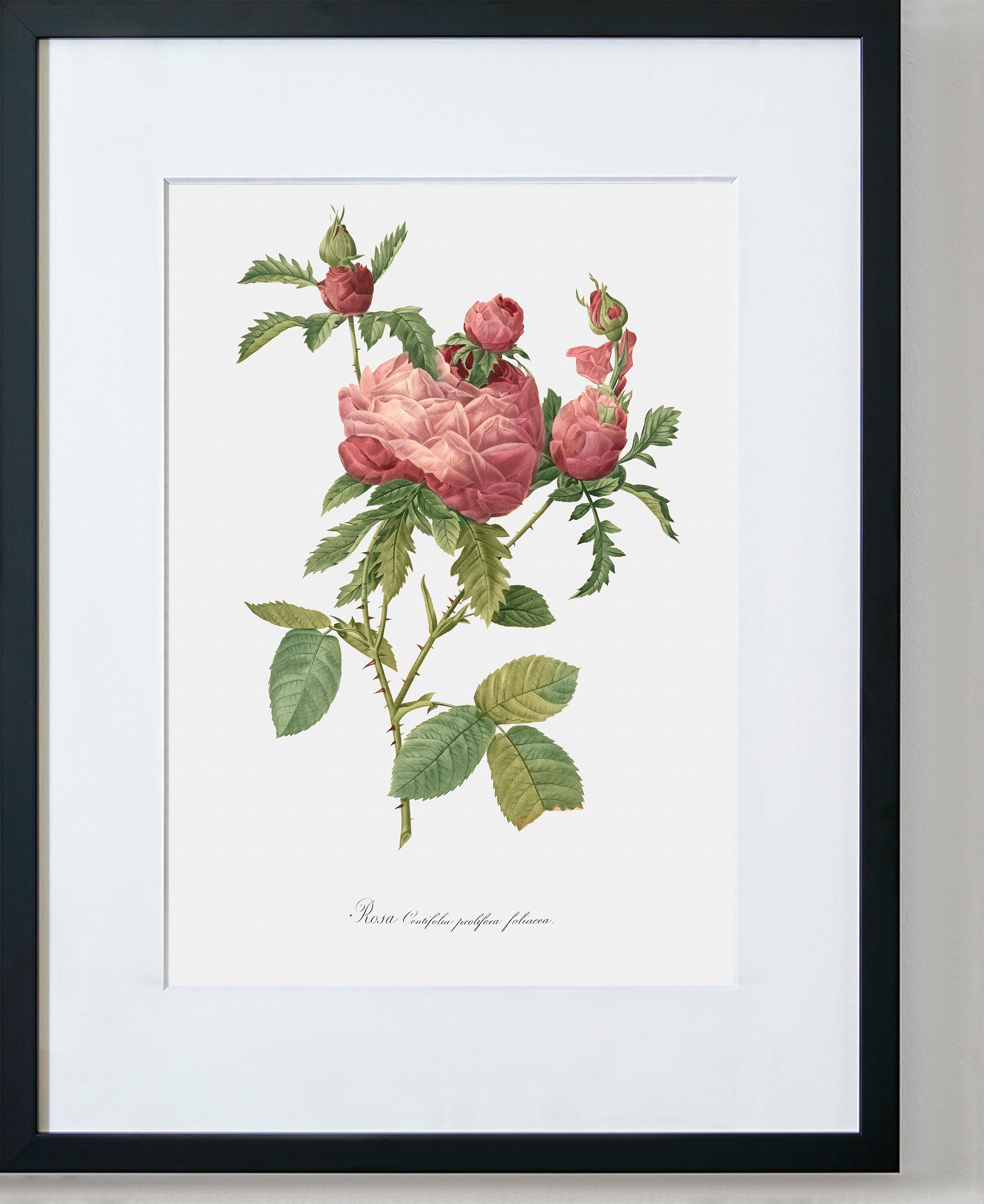Rose Art Print Floral Art Cabbage Rose Bloom Rosa - Etsy
