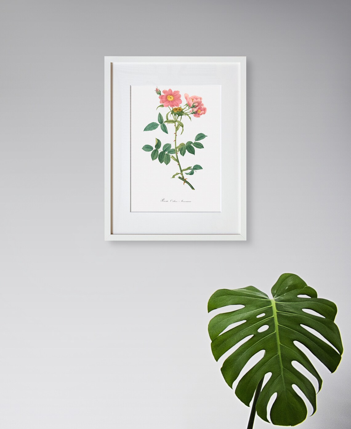 Rose Art Print - Floral Art - Lady Monson's Rose - Rosa Collina ...