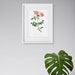 Rose Art Print Floral Art Lady Monson's Rose Rosa - Etsy