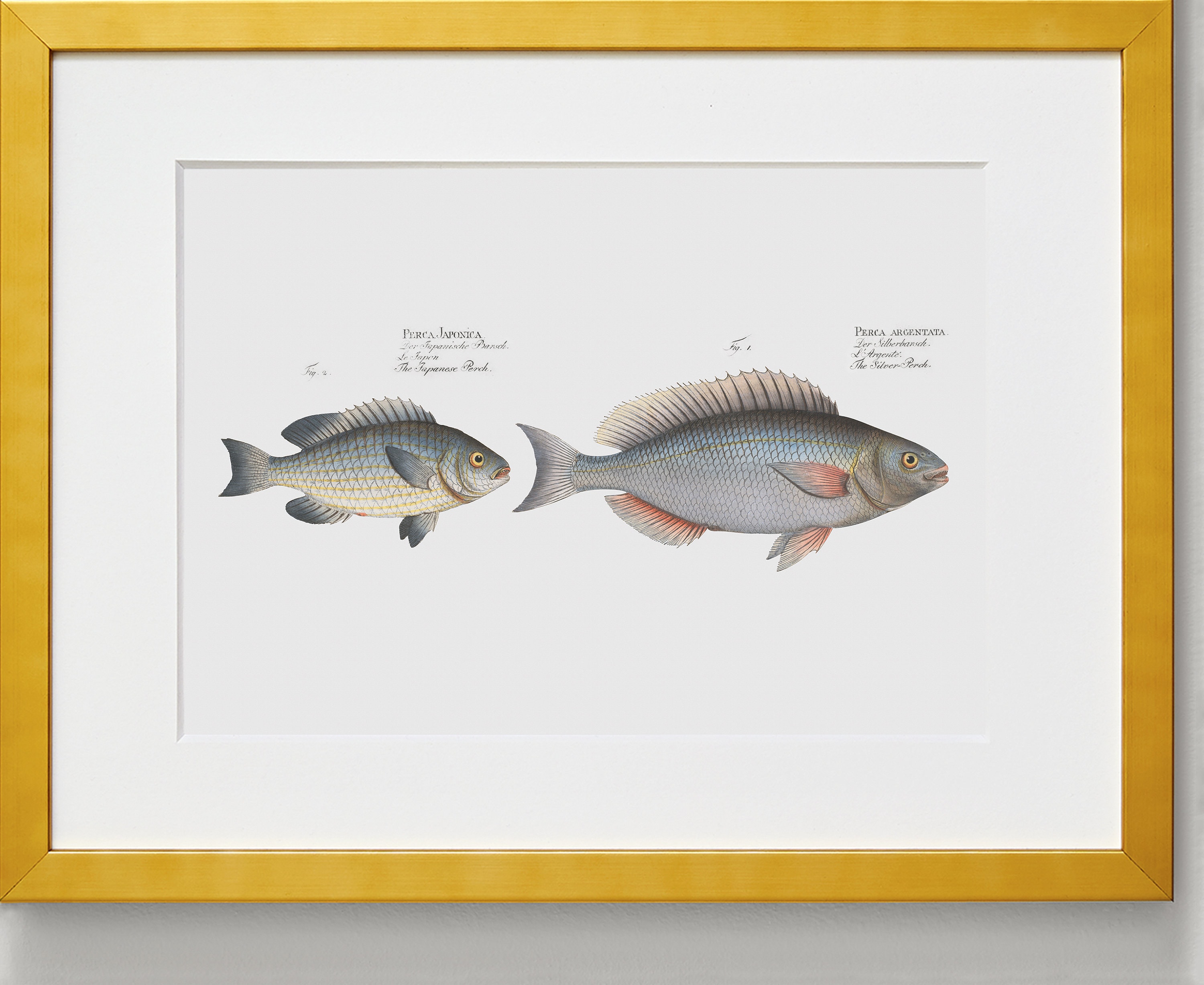 Fish Wall Art the Silver Perch Fish Print the Japanese Perch Fish Art ...