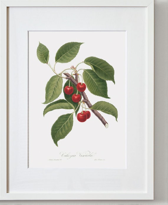 Fruit Wall Art Fruit Wall Decor Fruit Painting Cherry Home | Etsy