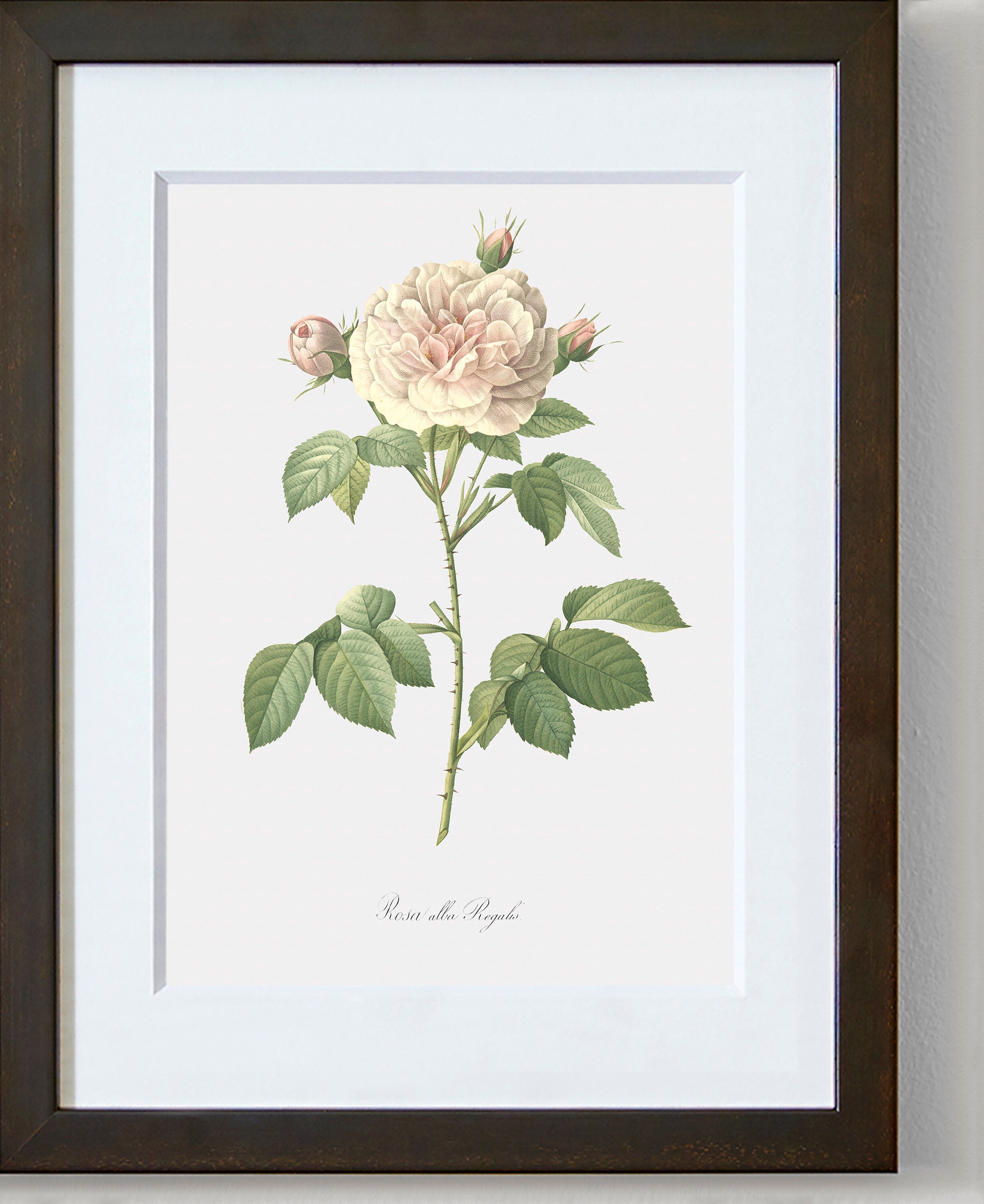Rose Art Print - Floral Art - Great Maiden's Blush - Rosa Alba Regalis ...