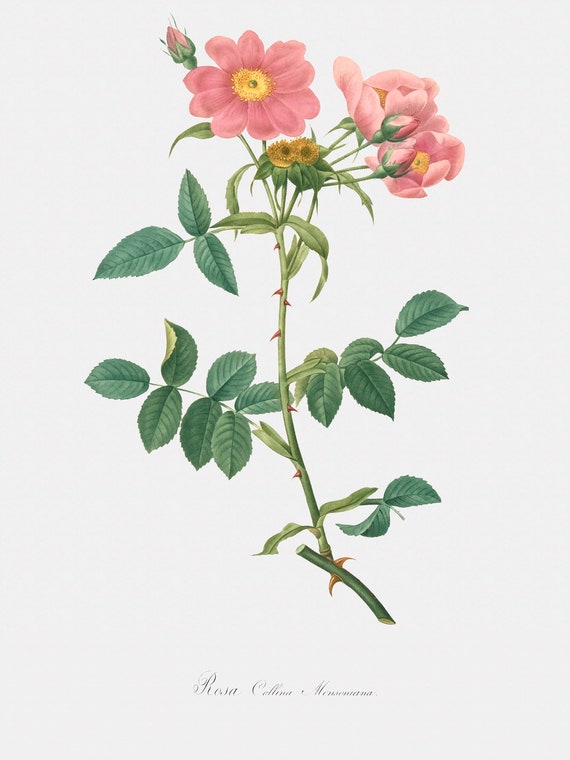 Rose Art Print Floral Art Lady Monson's Rose Rosa - Etsy