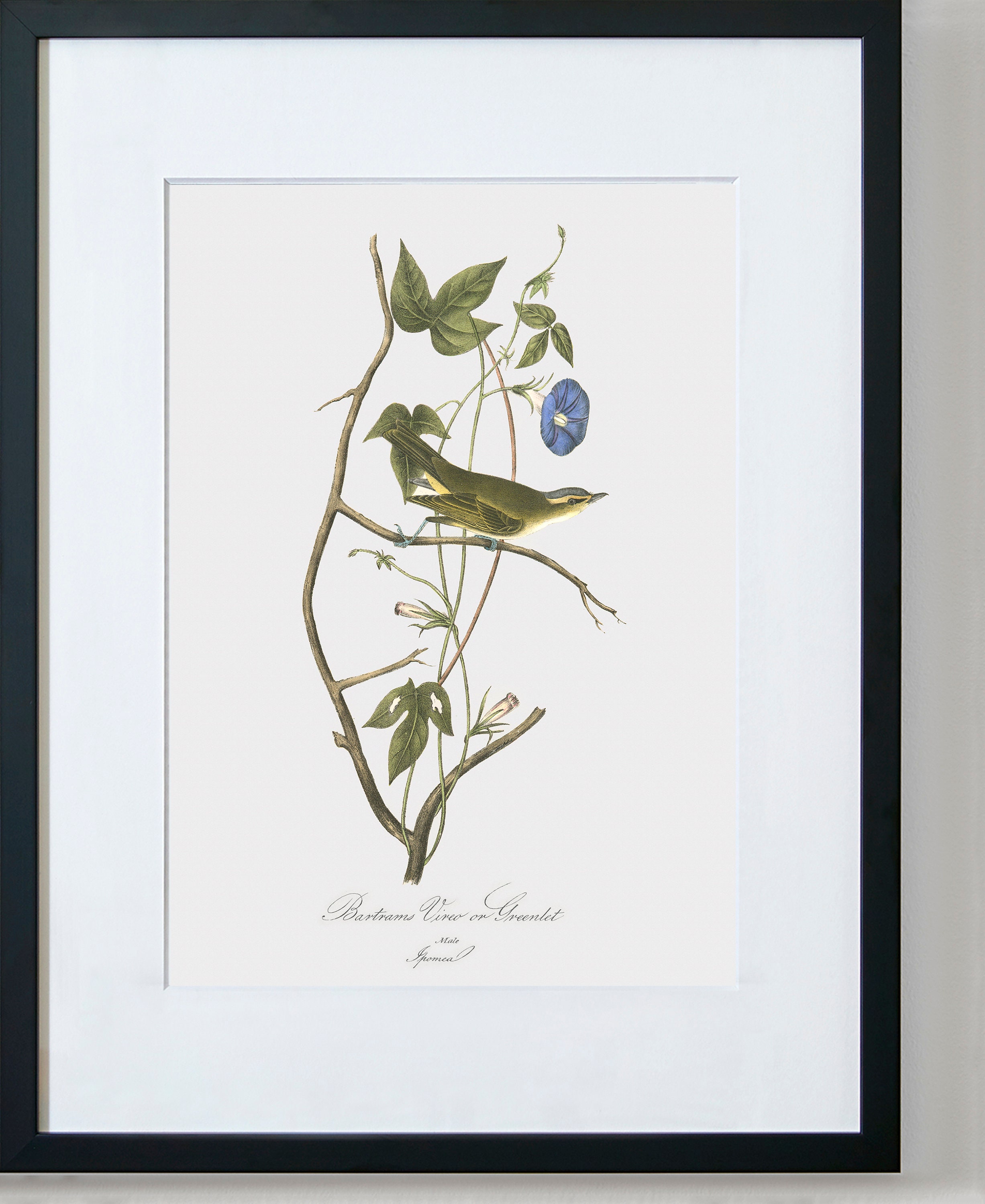 Bird Wall Art - Bird Wall Hanging - Framed Bird Wall Art - Bartram's ...