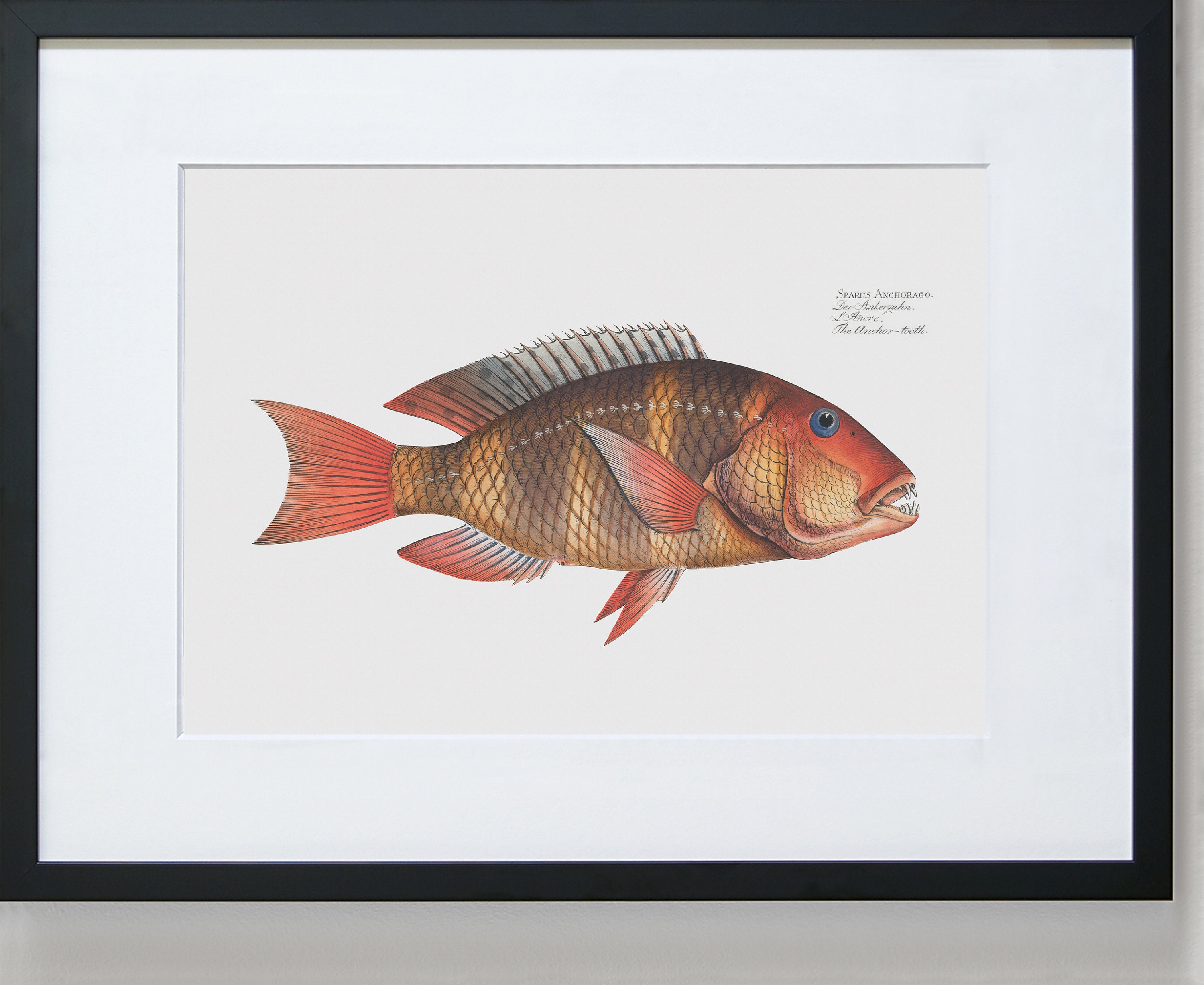 Fish Wall Art the Anchor-tooth Fish Artwork & Wall Decor - Etsy Canada