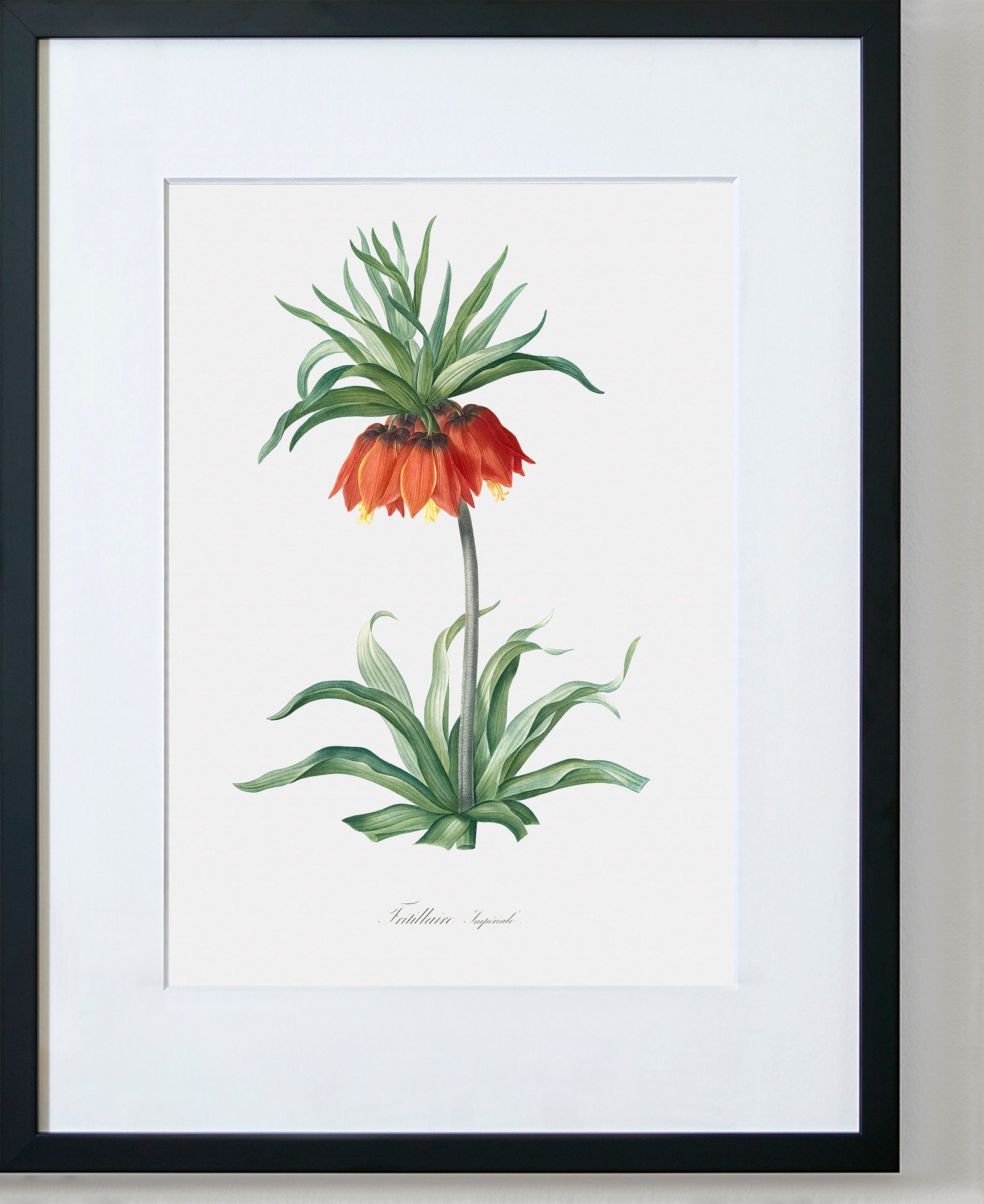 Flower Print Floral Art Crown Imperial Botanical Fine - Etsy