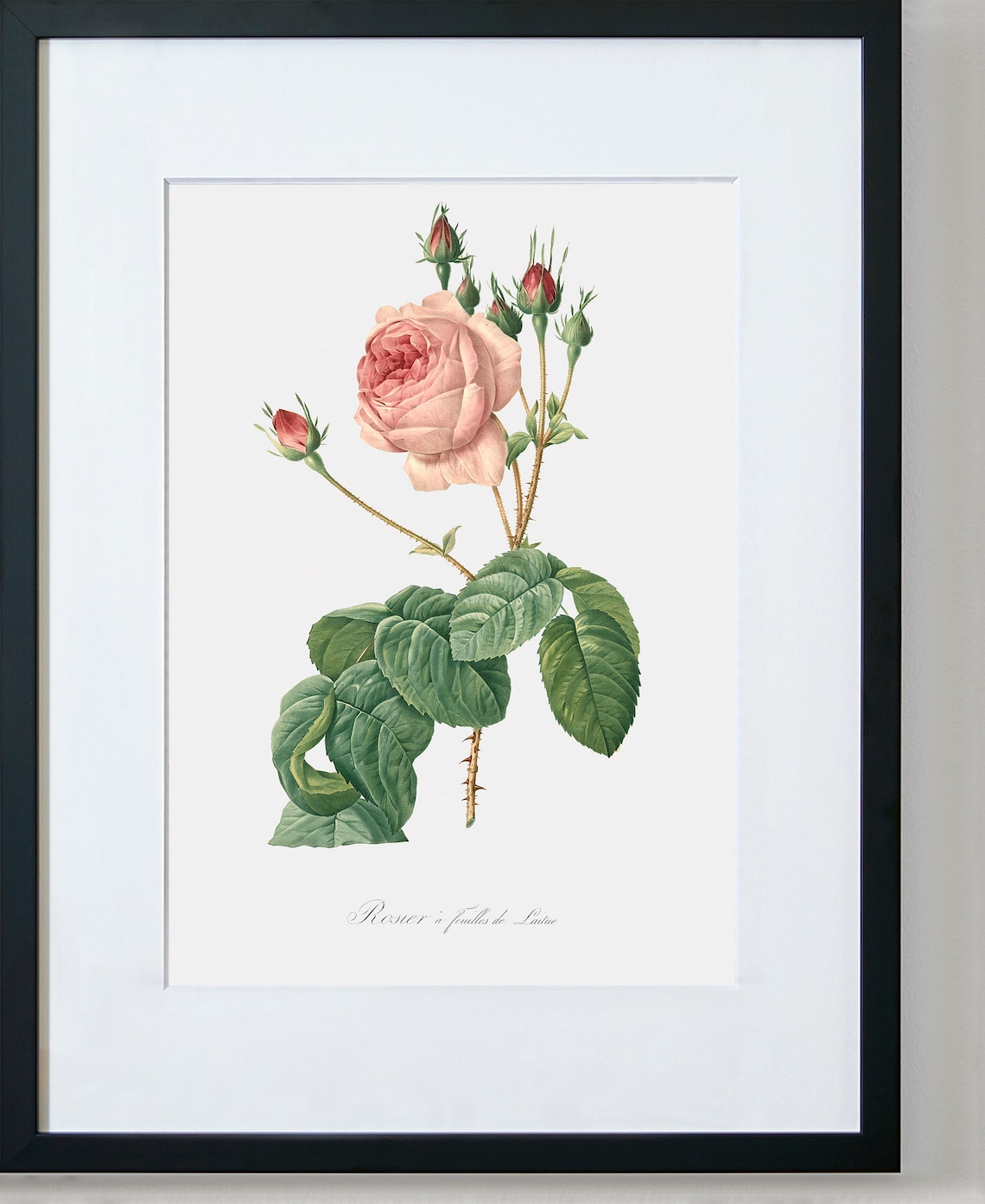Rose Art Print - Floral Art - Lettuce-leaved Rose - Rosa Centifolia ...